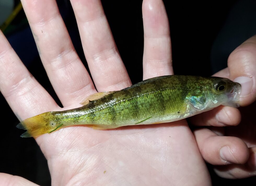 Perch in a pond | OFAH TackleShare