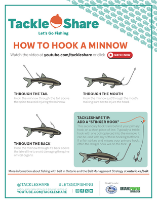How to Hook a Minnow | OFAH TackleShare