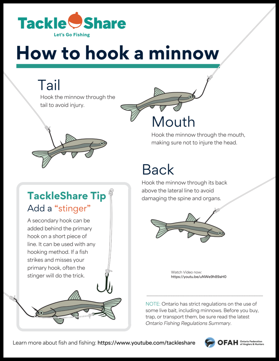 How to Hook a Minnow | OFAH TackleShare