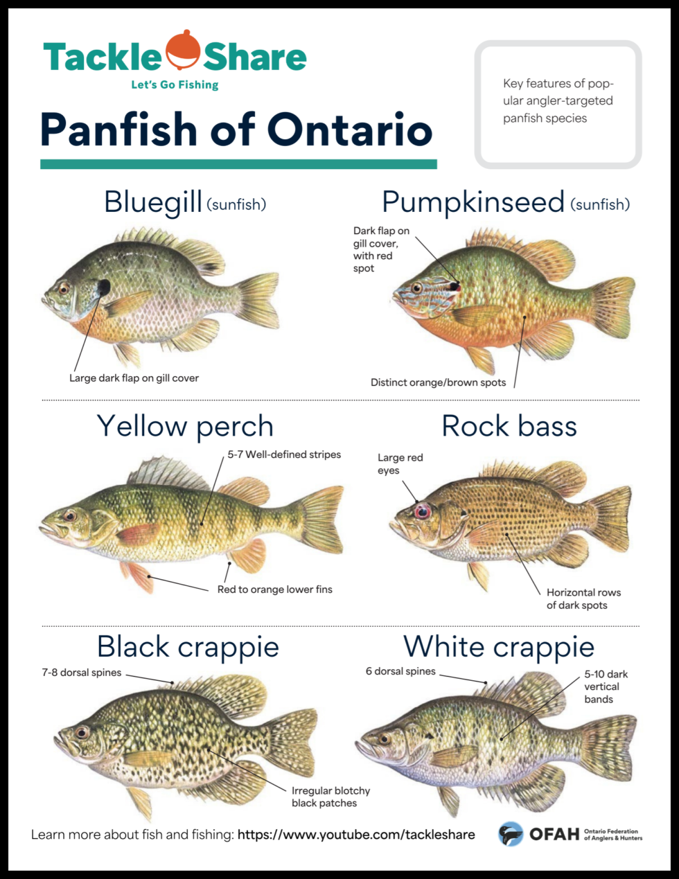 Popular Panfish of Ontario | OFAH TackleShare